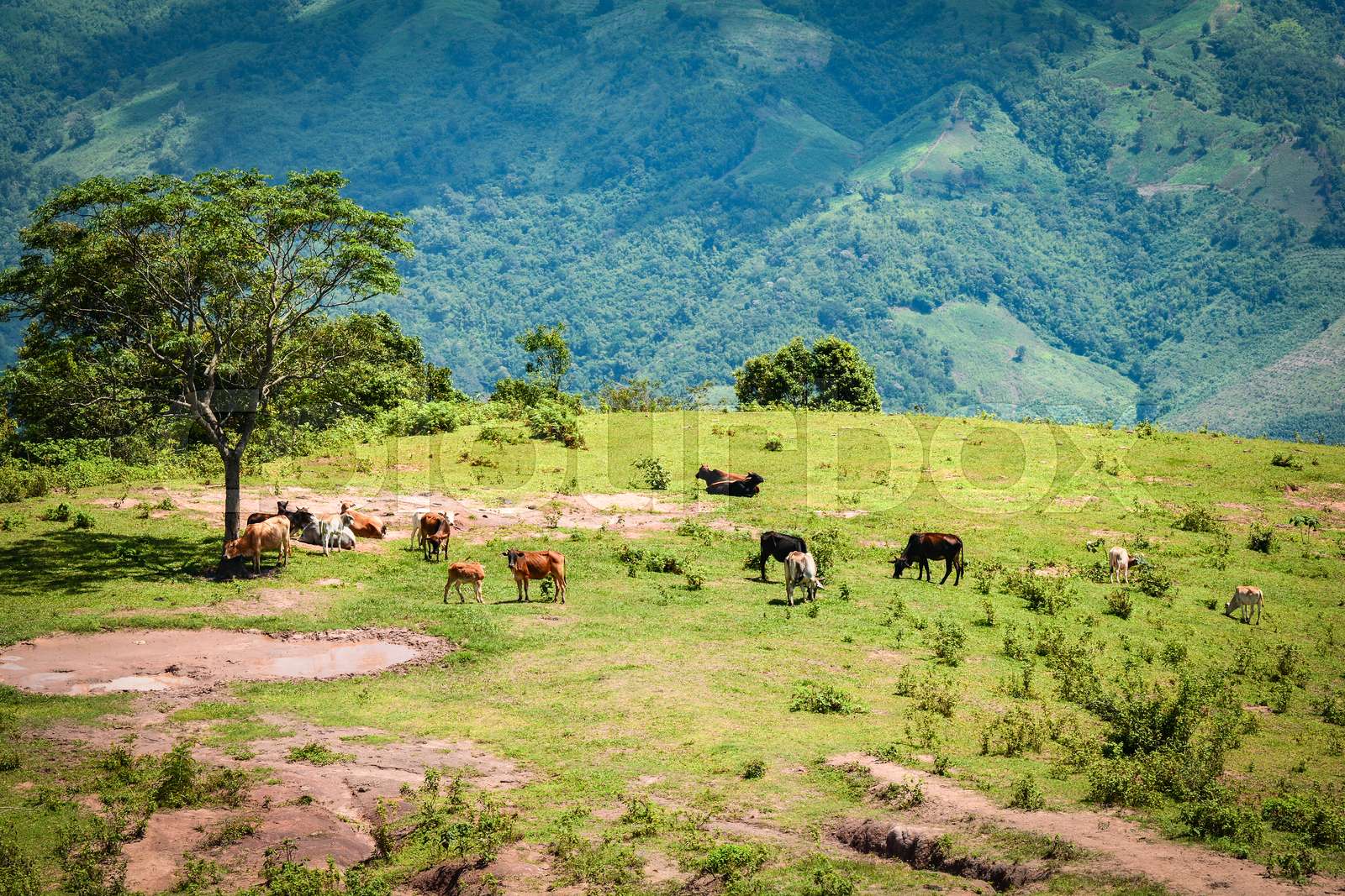 landscape cow mountain grazing on hills meadow tree and mud pond on ...