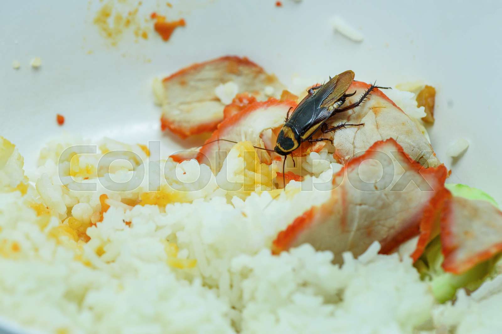 dirty food / cockroaches eating rice food living in the kitchen at ...
