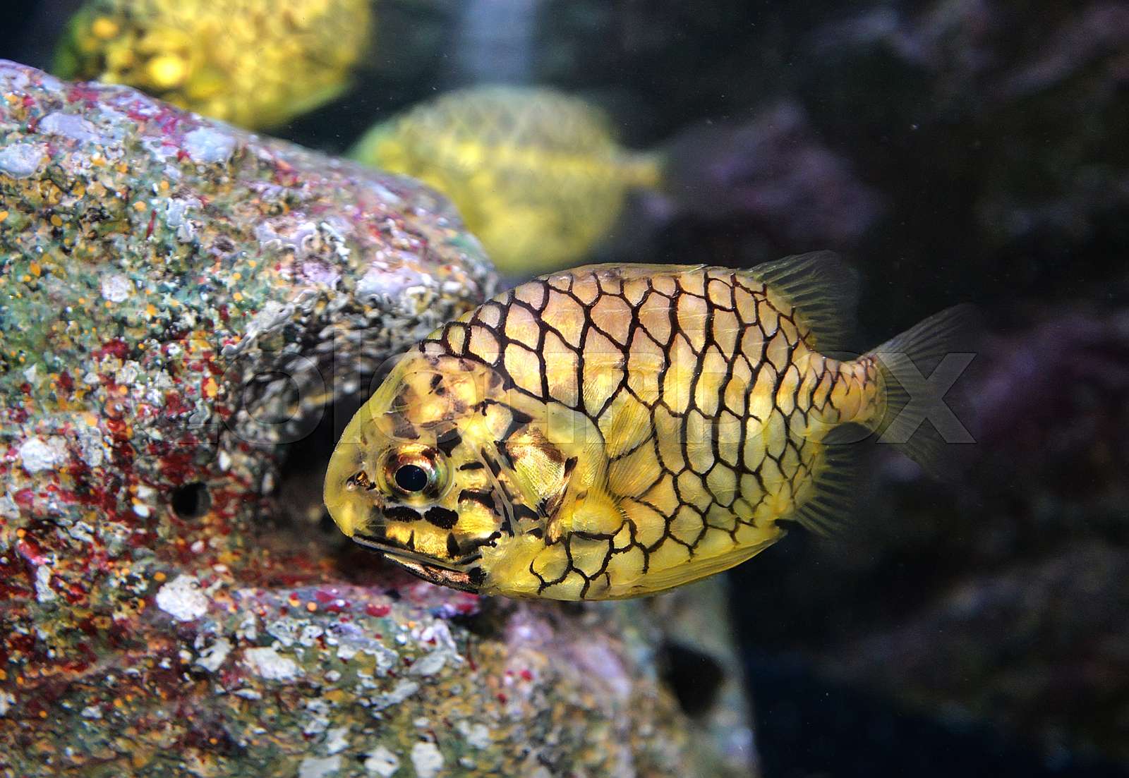 pineapple fish or Cleidopus gloriamaris | Stock image | Colourbox