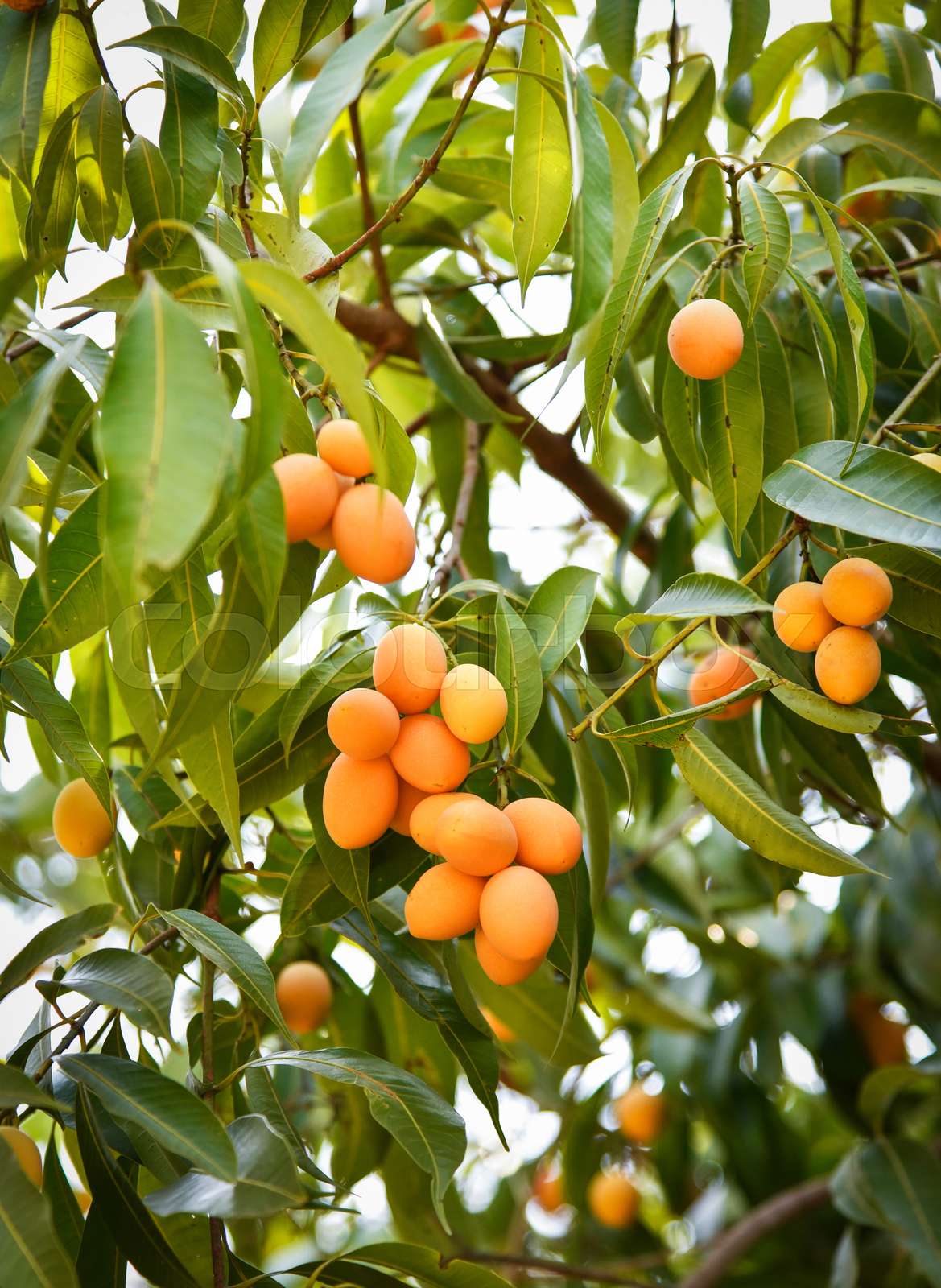 plum mango tropical fruit on tree marian plum | Stock image | Colourbox