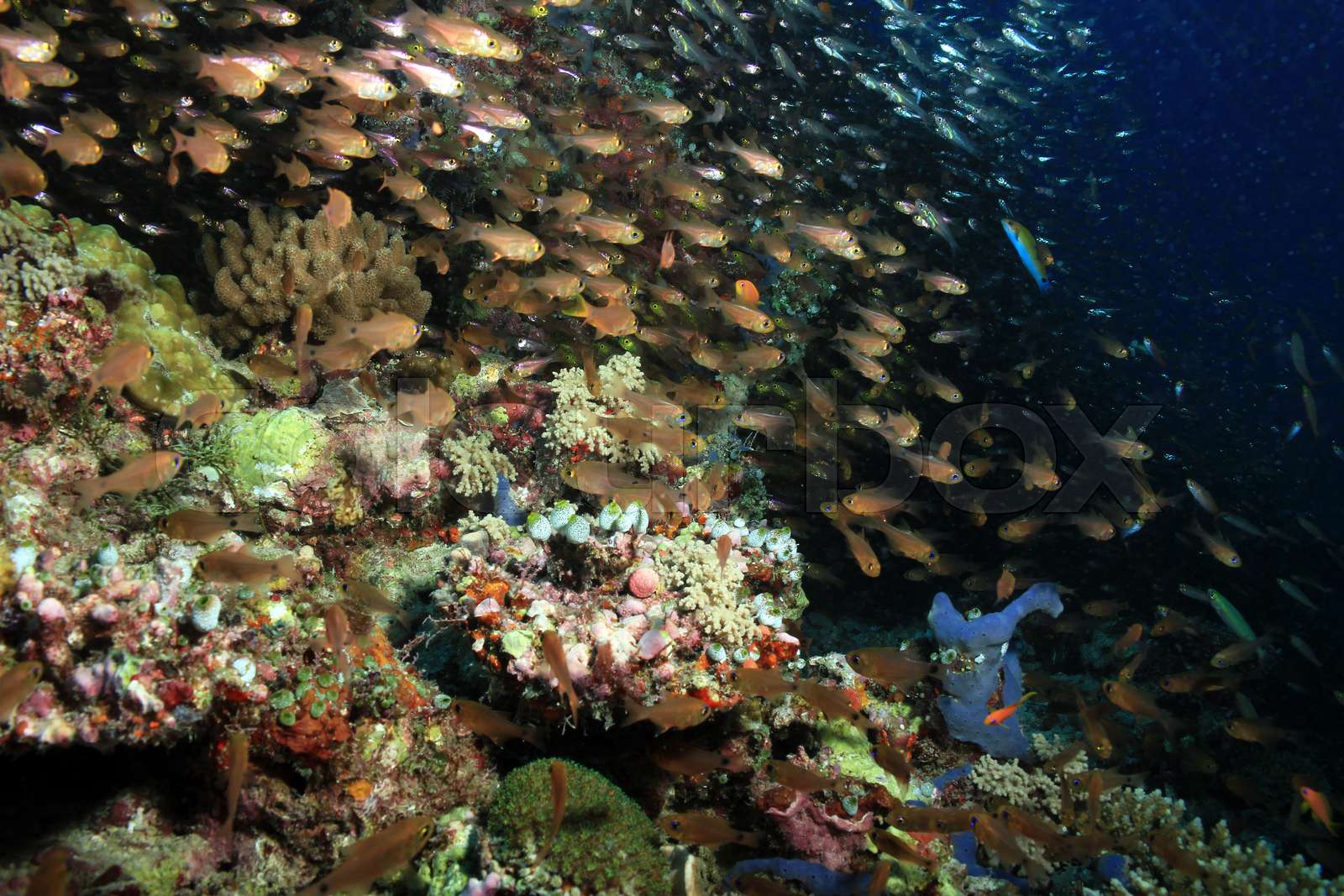 Coral Reef Life | Stock image | Colourbox