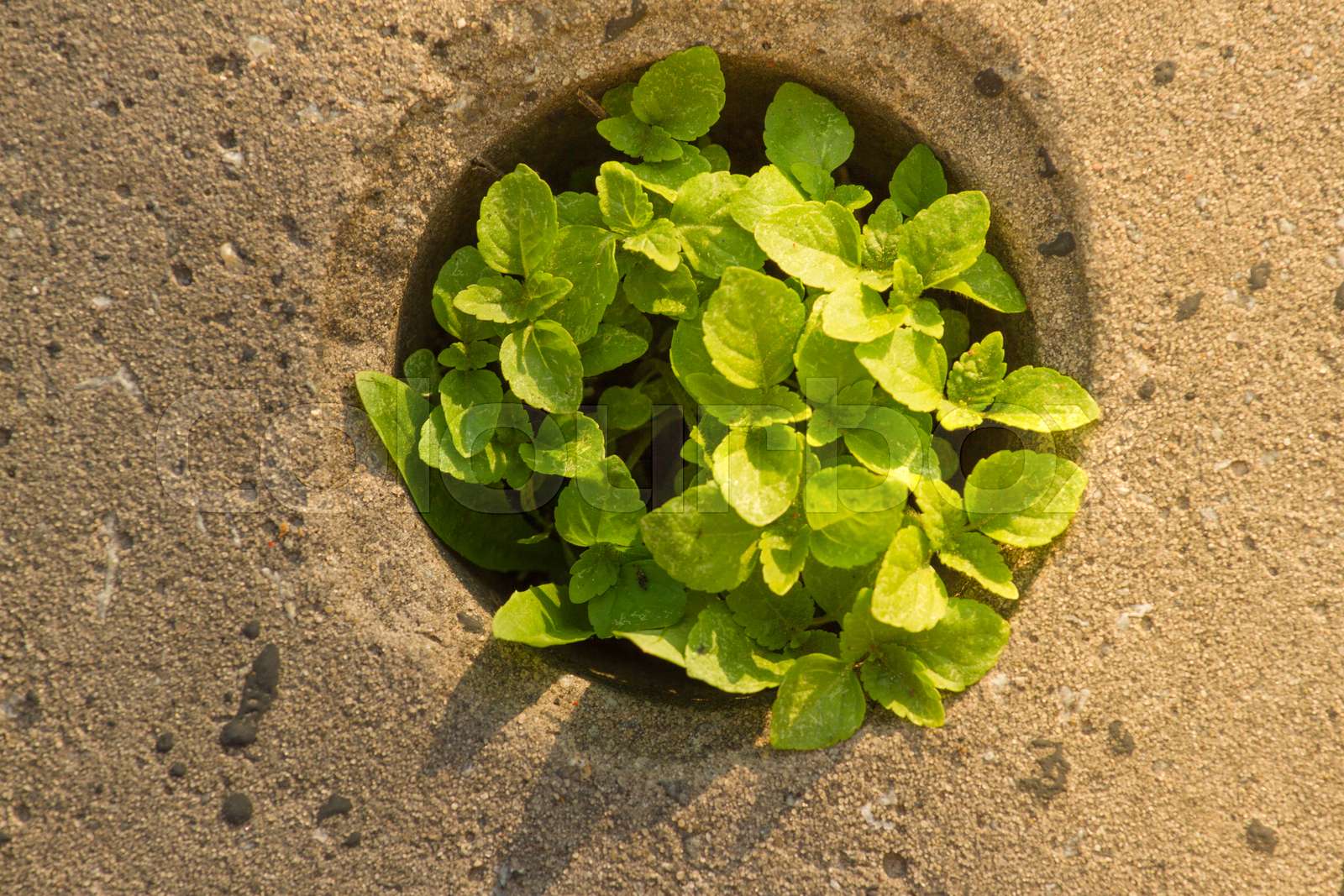 Weed growing in pavement in round hole. Victory wild plants. Motivation ...