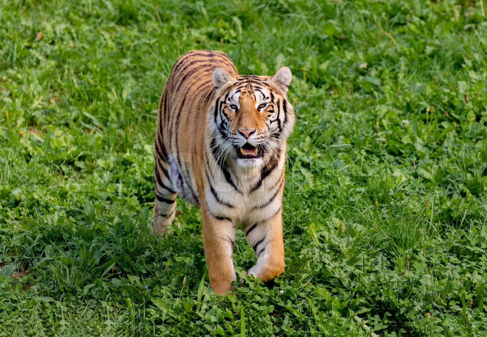 Amazing tiger | Stock image | Colourbox