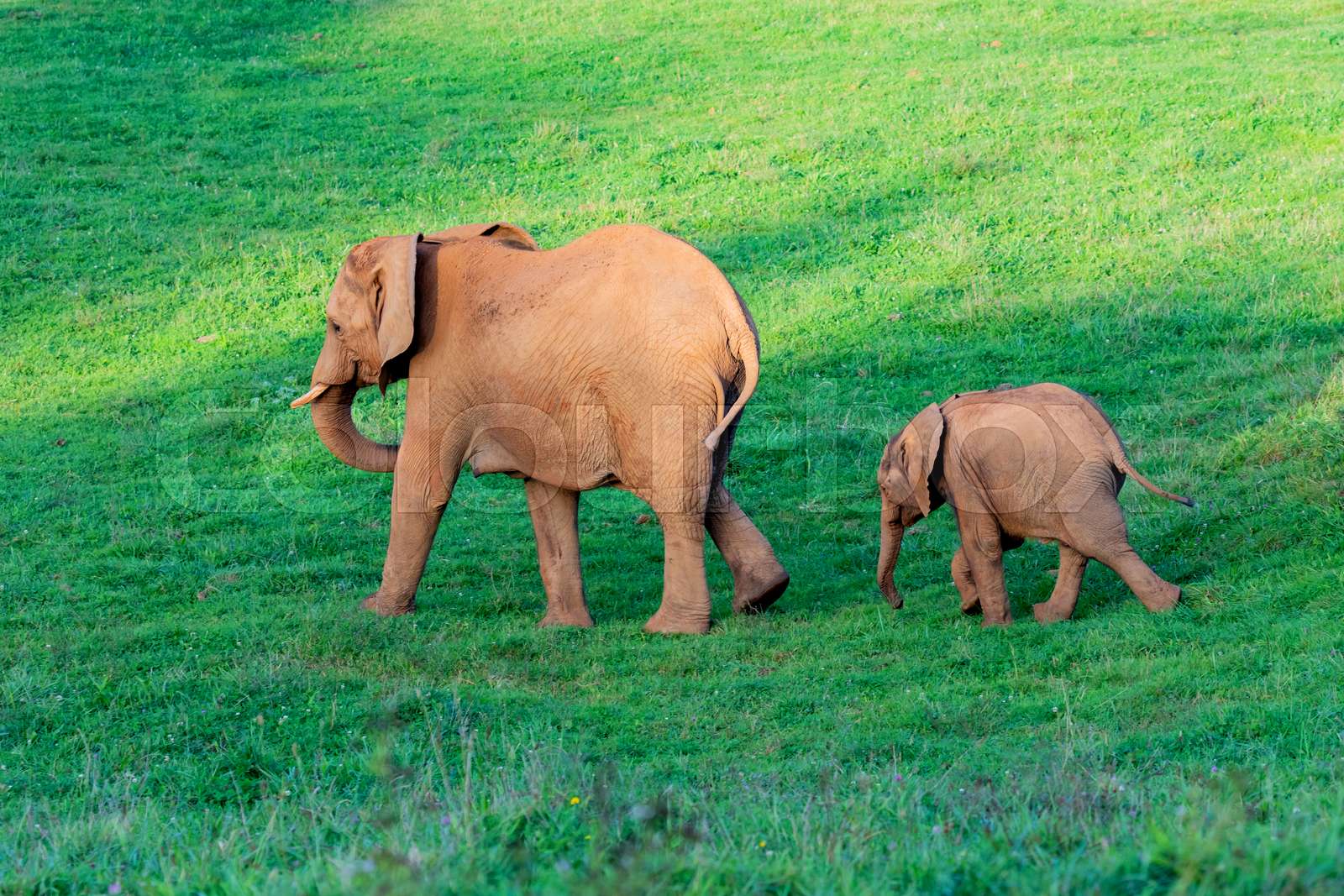 Amazing family of elephants. Mom, dad and the son | Stock image | Colourbox