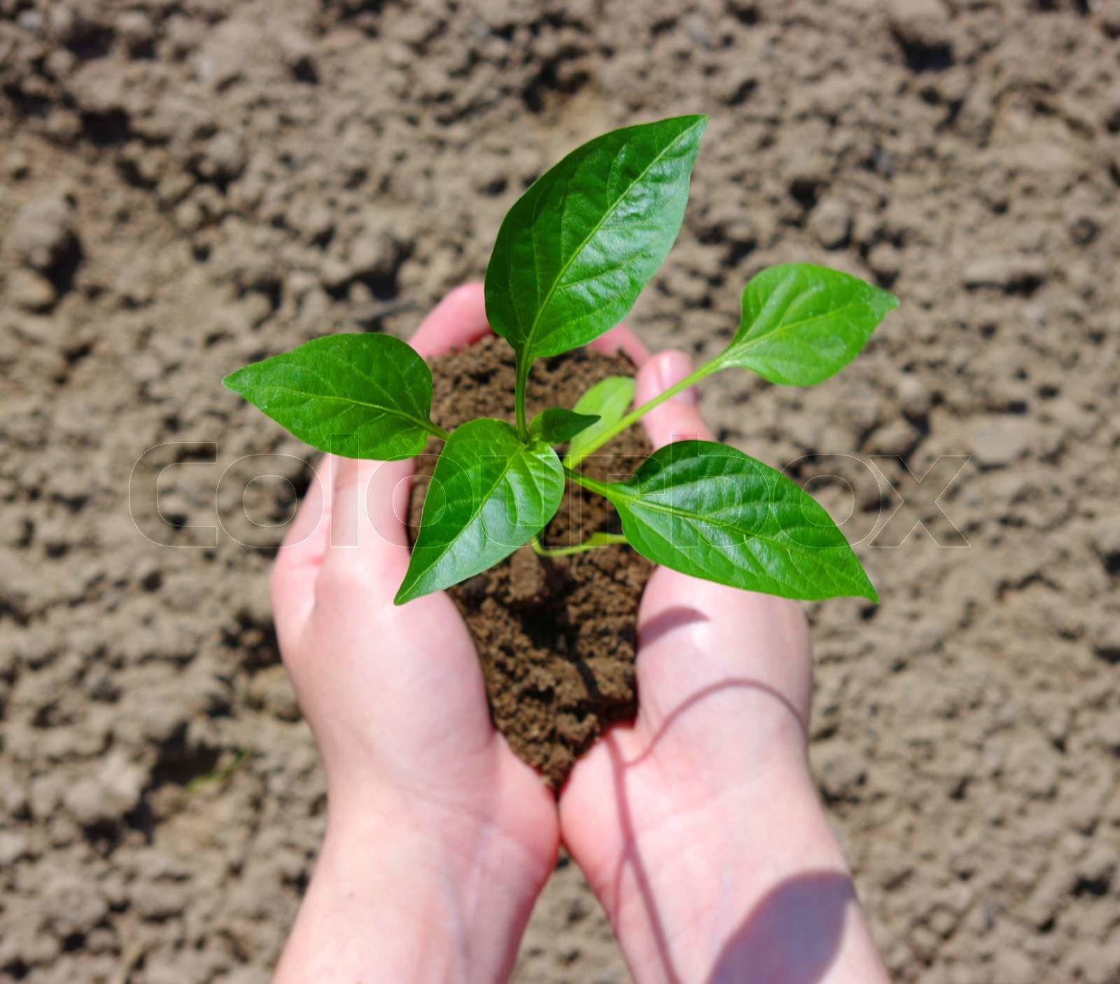 growing green plant | Stock image | Colourbox