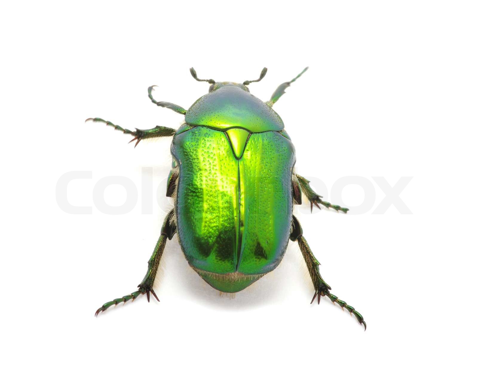 Green beetle | Stock image | Colourbox
