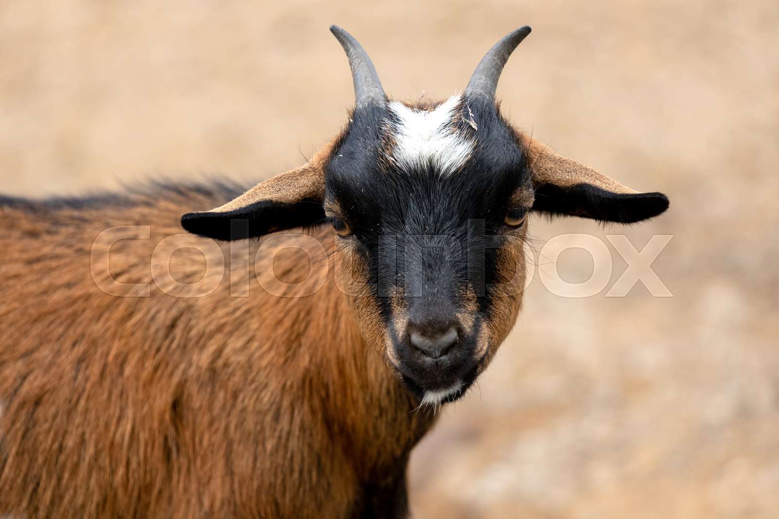 Small african goat | Stock image | Colourbox