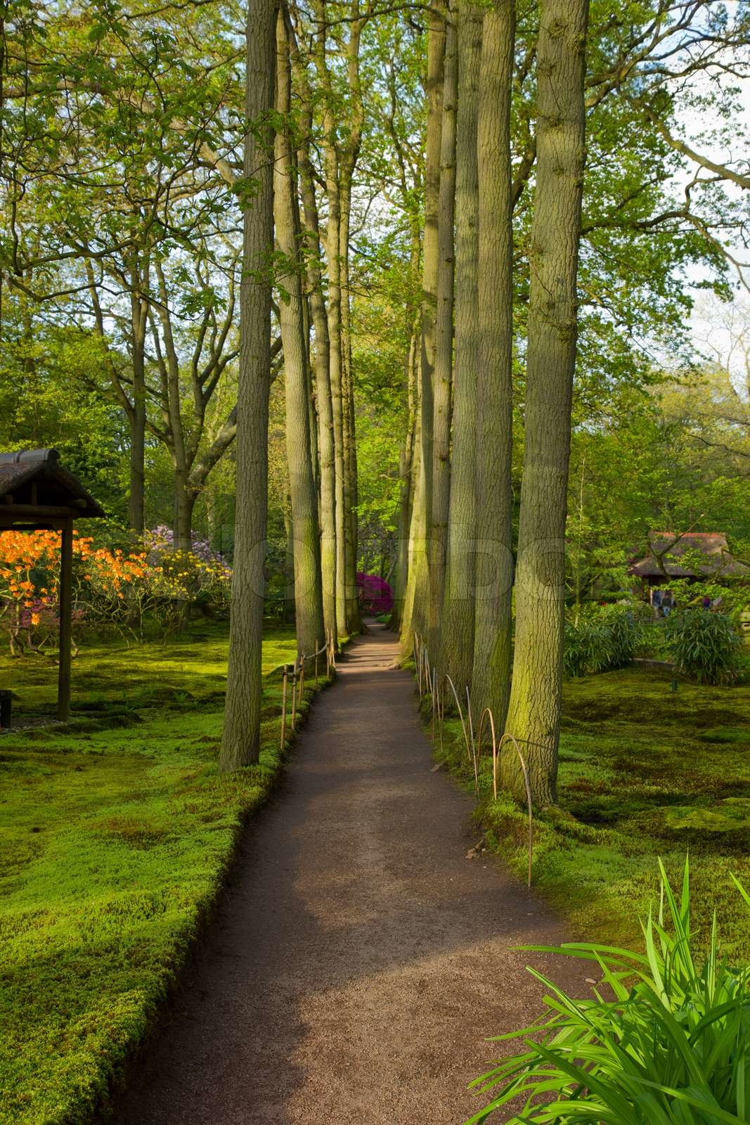 Pfad im Garten | Stock Bild | Colourbox