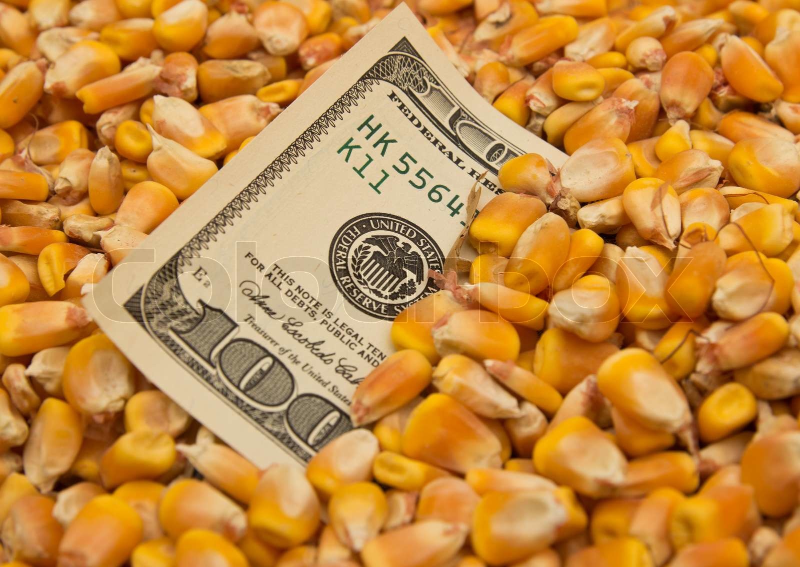 dollars in corn | Stock image | Colourbox