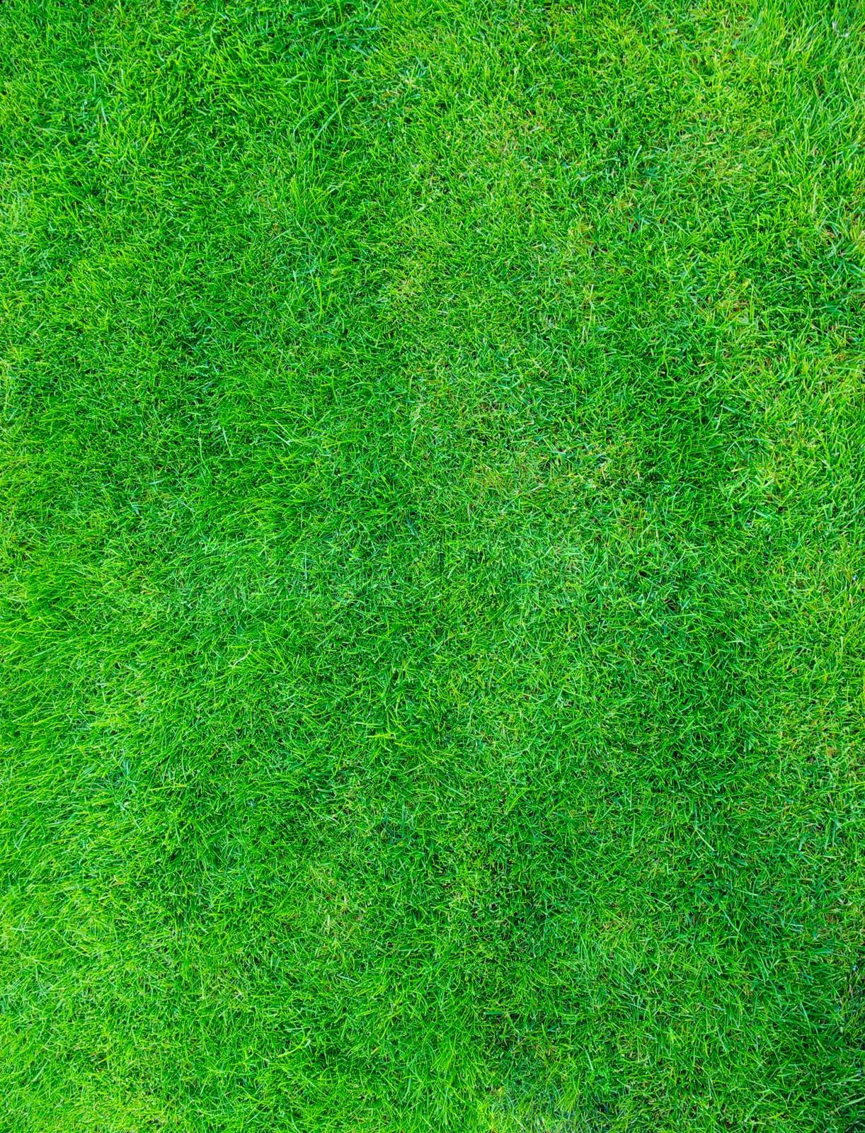 Gras | Stock Bild | Colourbox