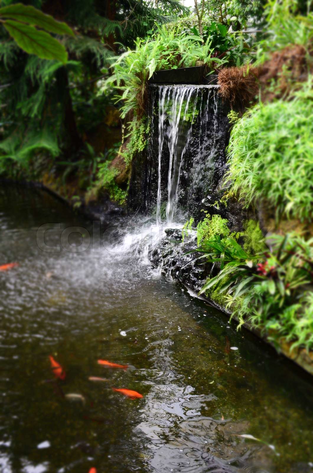 Goldfish swimming in a exotic pond underneath a waterfall | Stock image ...