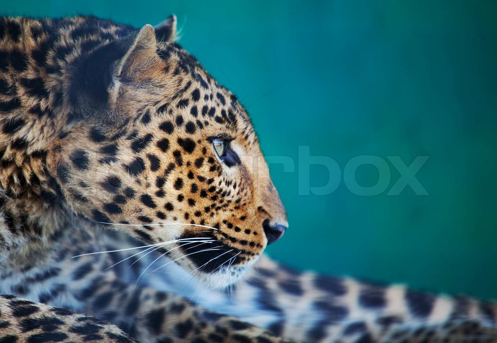 Leopard | Stock image | Colourbox