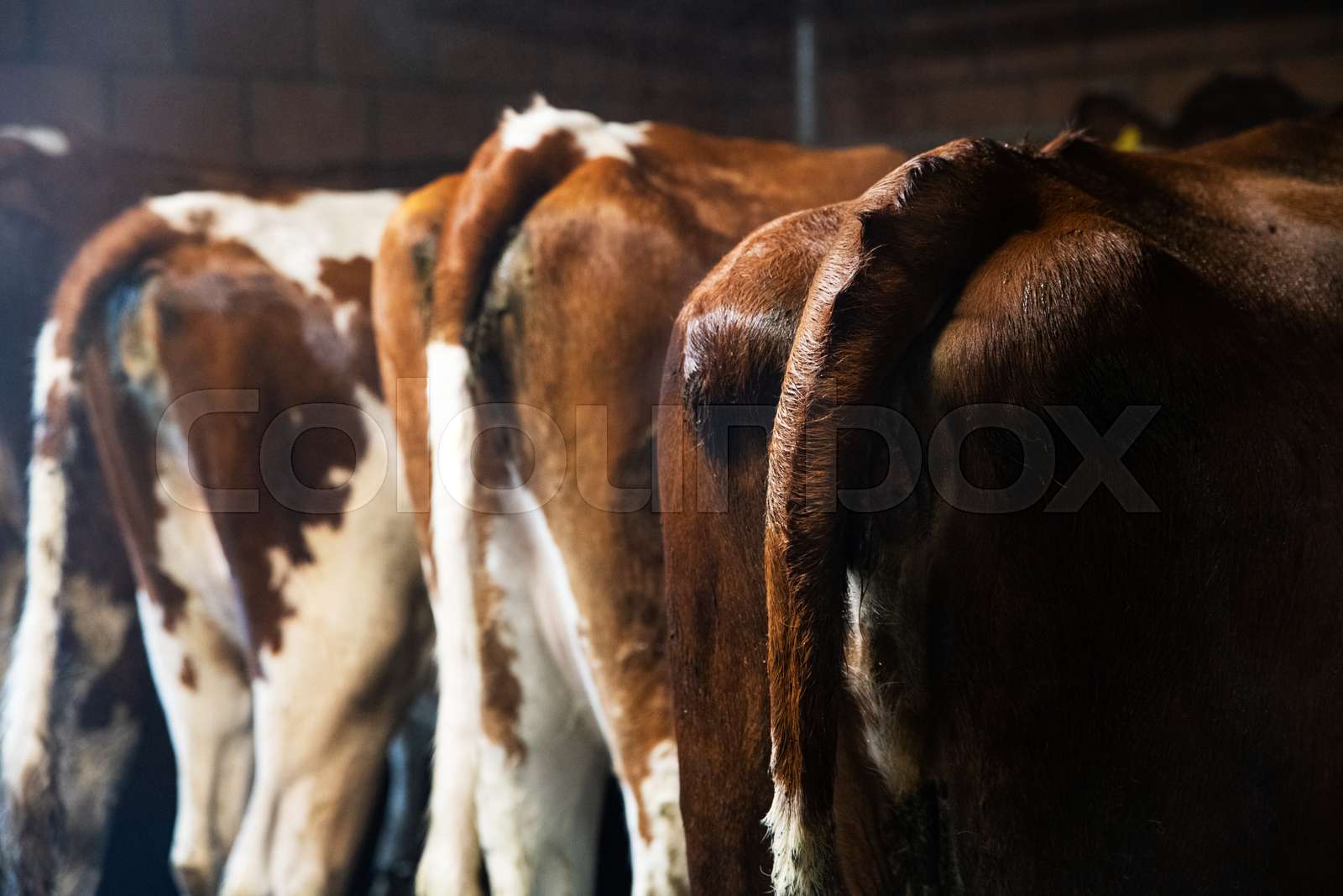 cows back view | Stock image | Colourbox