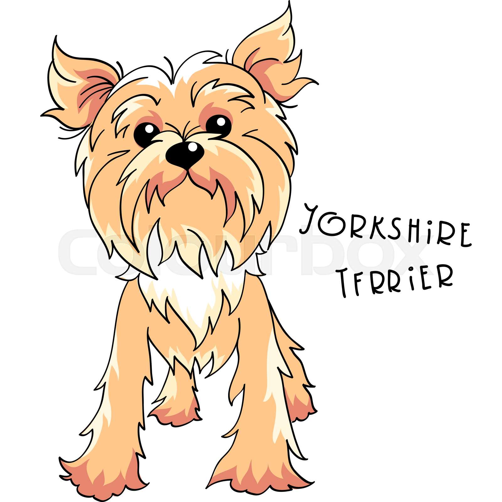 Vector Yorkshire terrier dog | Stock vector | Colourbox