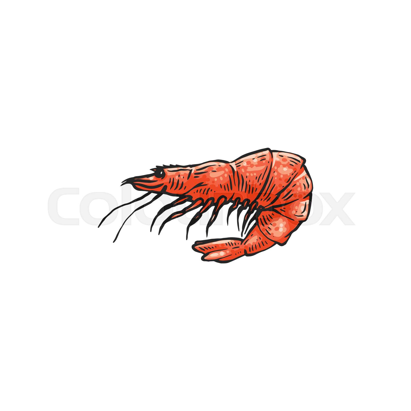 Shrimp Drawing