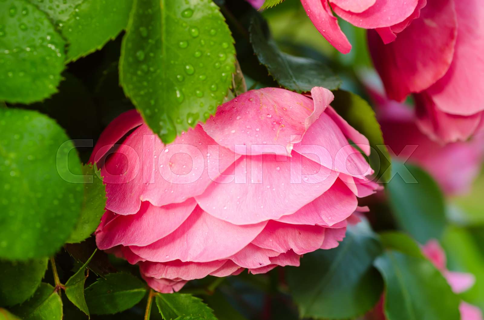 Pink roses garden | Stock image | Colourbox