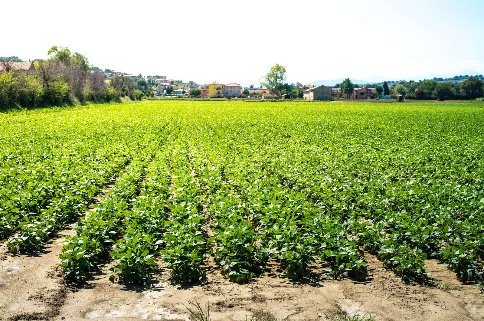 Bean plantation. Small green bean plants in rows. | Stock image | Colourbox