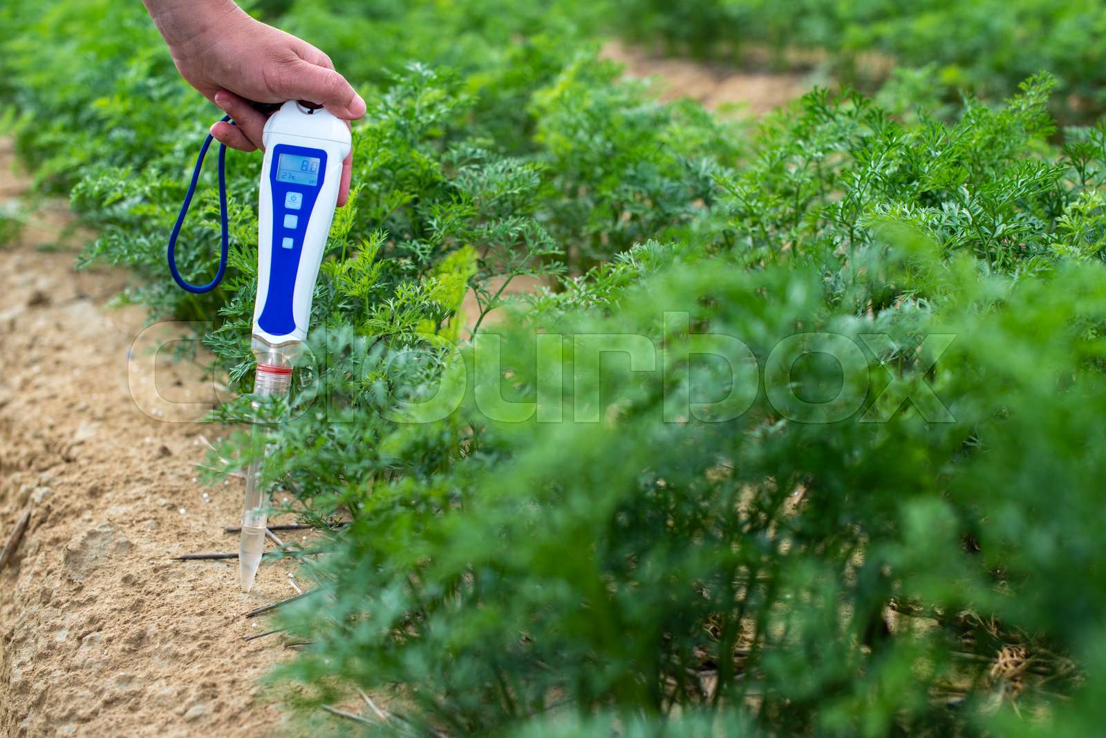 Measure soil with digital device. Green plants and woman farmer measure ...