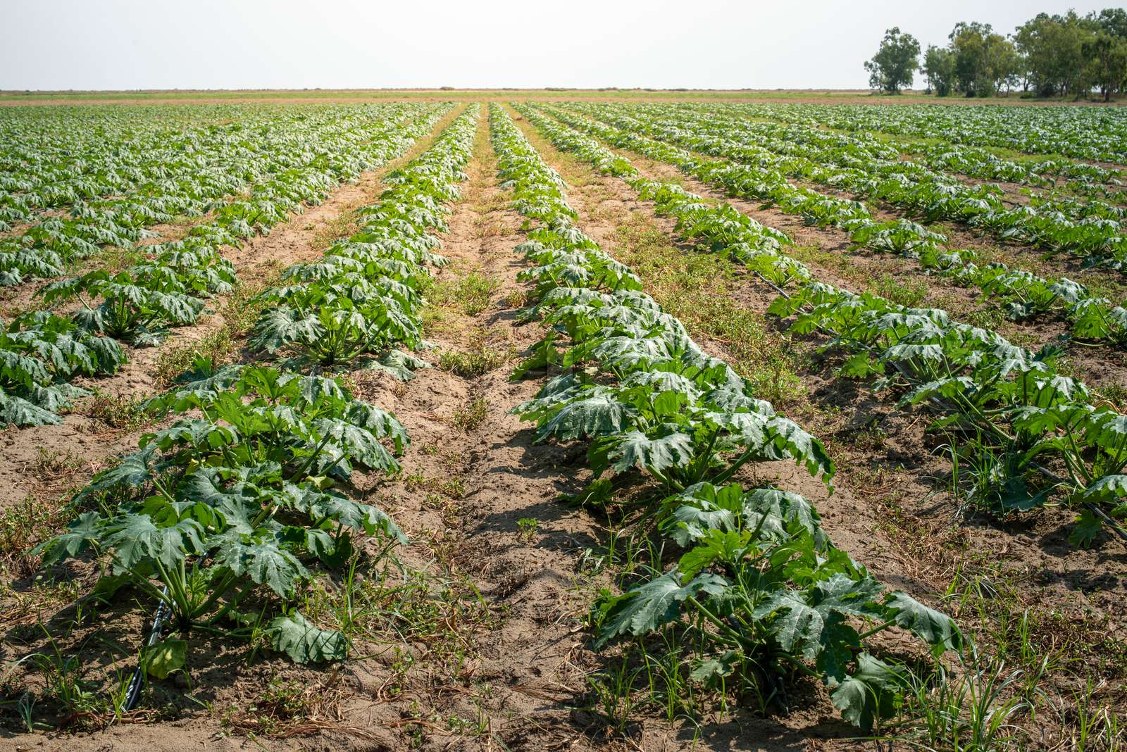 Zucchini in the field. Growing zucchini in rows. | Stock image | Colourbox