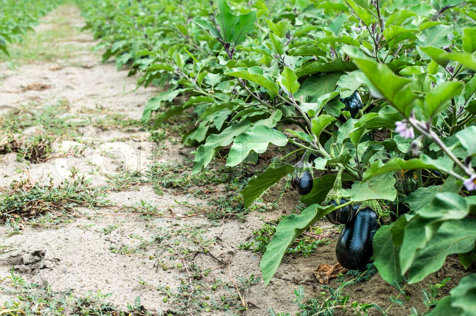 Eggplant on the field. Growing Eggplant in plantation. | Stock image ...