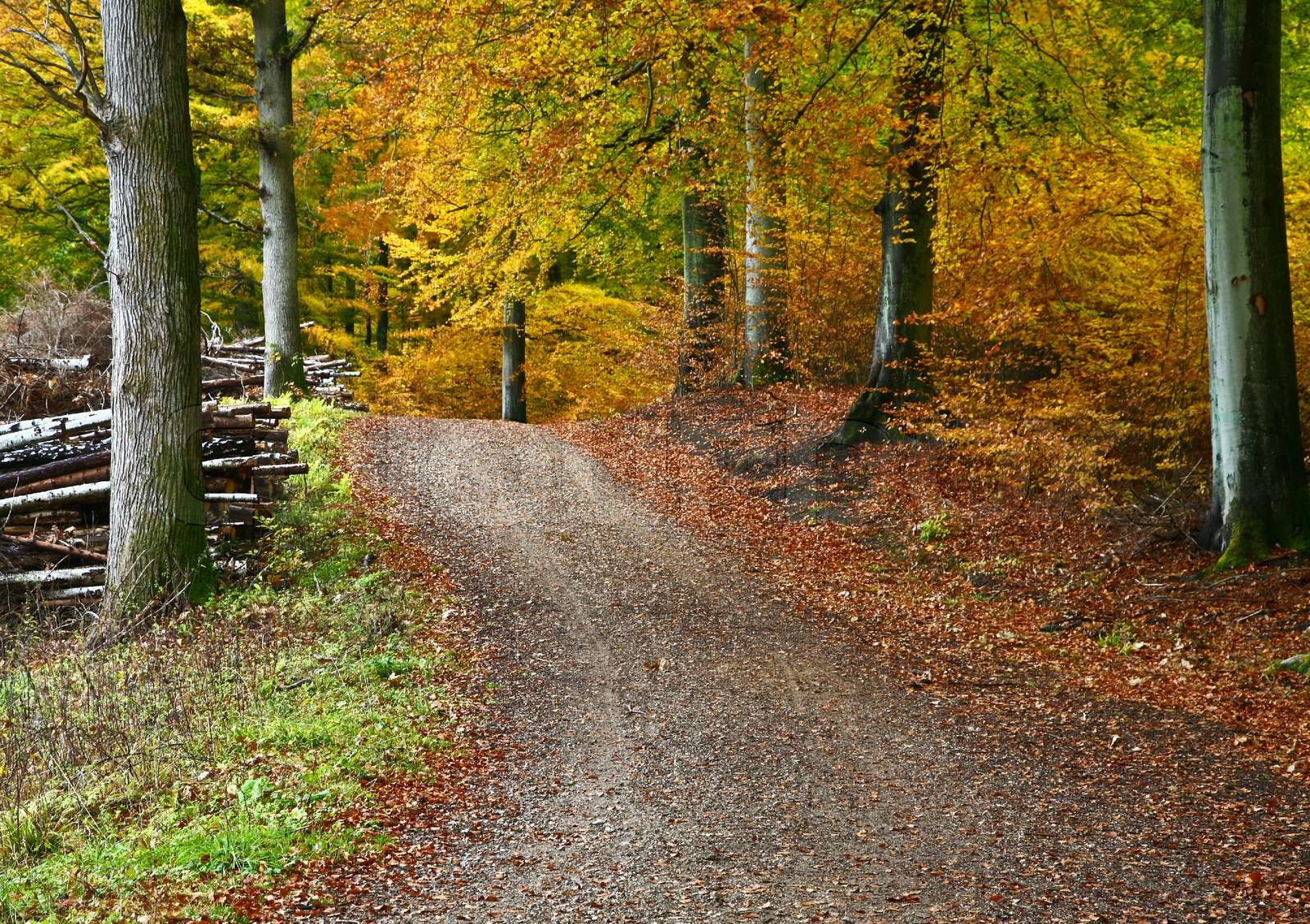 skov, danmark, europa | Stock foto | Colourbox