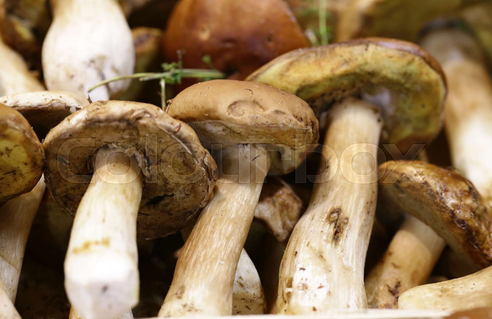 natural organic raw mushrooms on the market | Stock image | Colourbox
