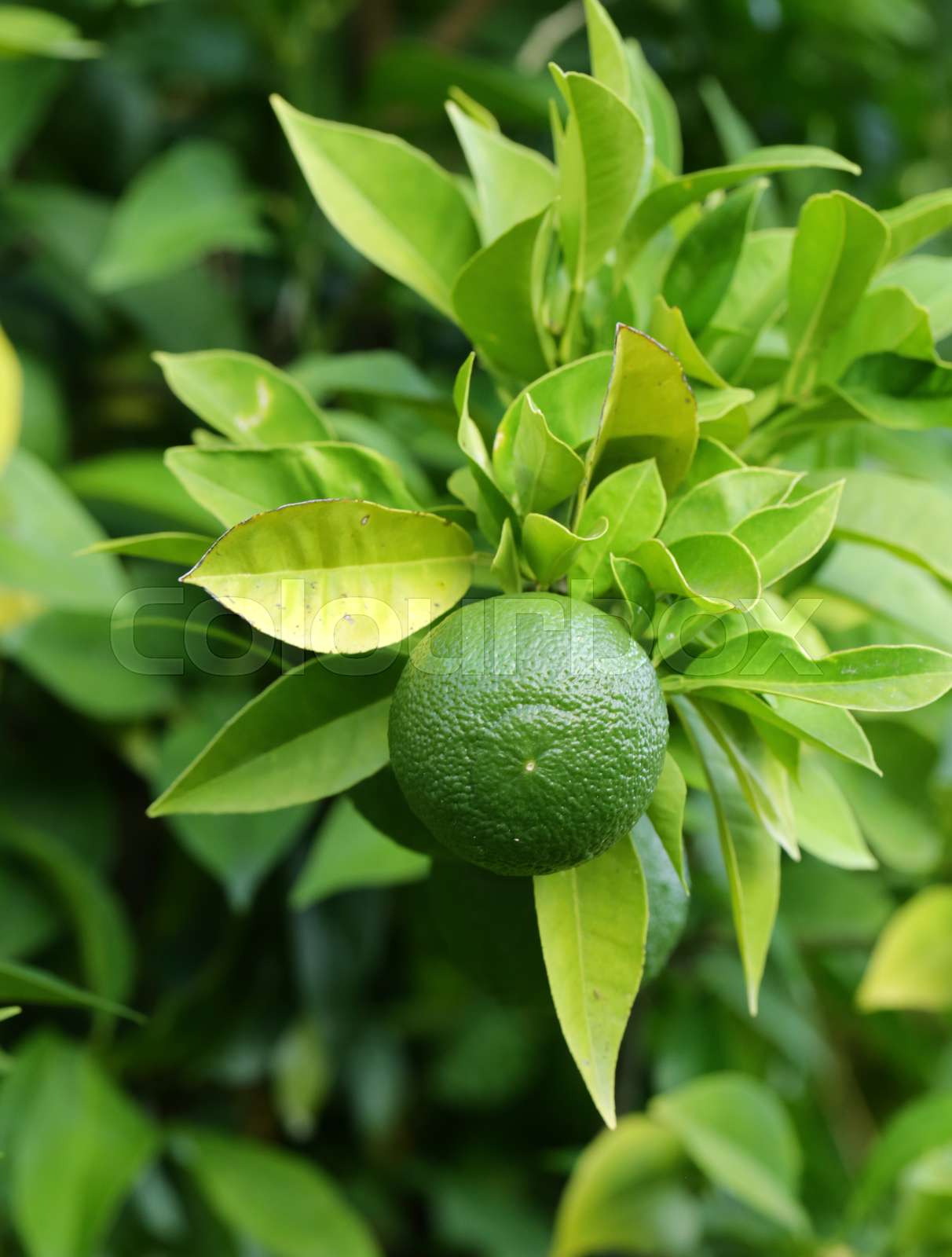 natural organic lime with green leaves | Stock image | Colourbox