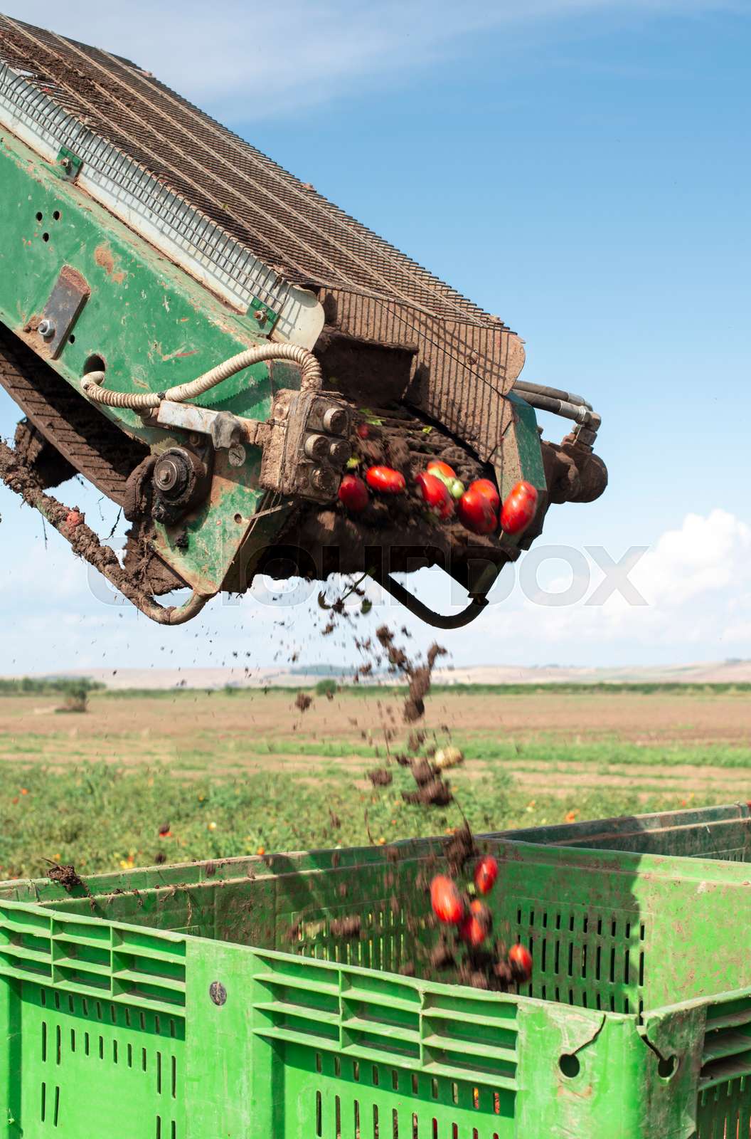 Machine with transport line for picking tomatoes on the field. Tractor ...