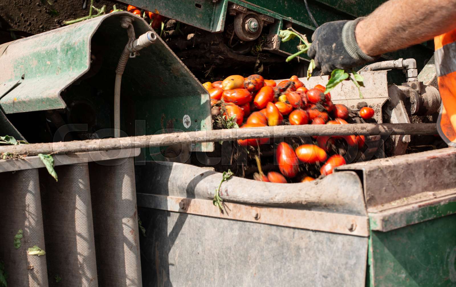Machine with transport line for picking tomatoes on the field. Tractor ...