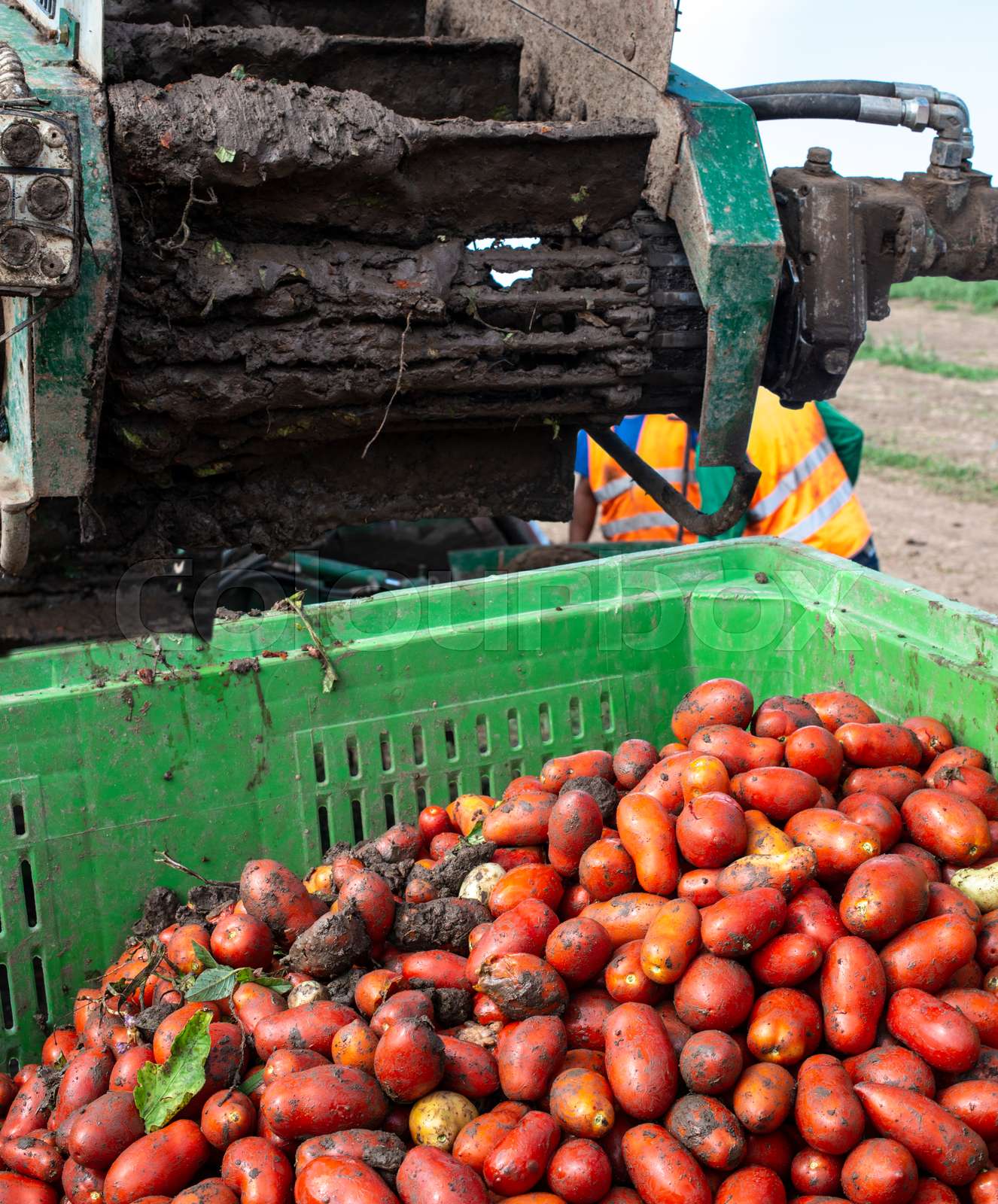 Machine with transport line for picking tomatoes on the field. Tractor ...