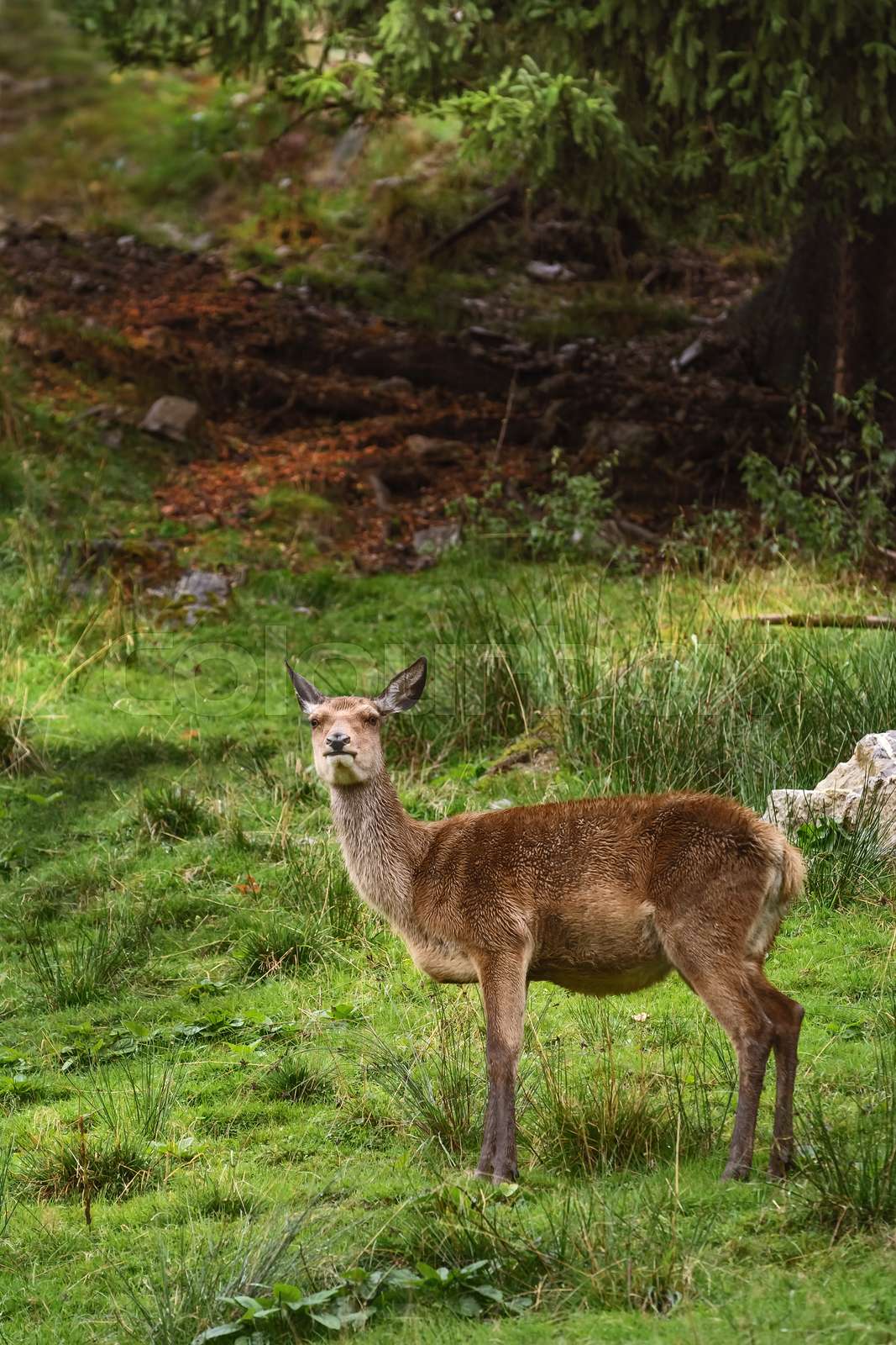 Deer in the Forest | Stock image | Colourbox