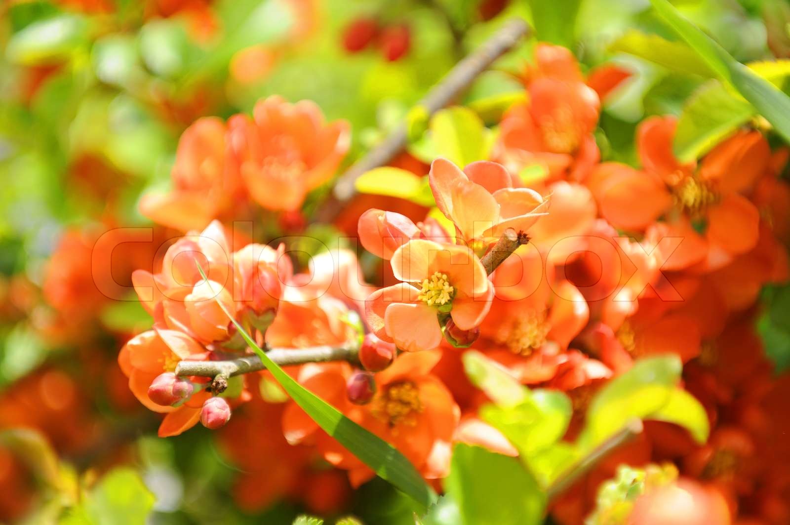 japanische Quitte Chaenomeles Strauch blüht | Stock Bild | Colourbox