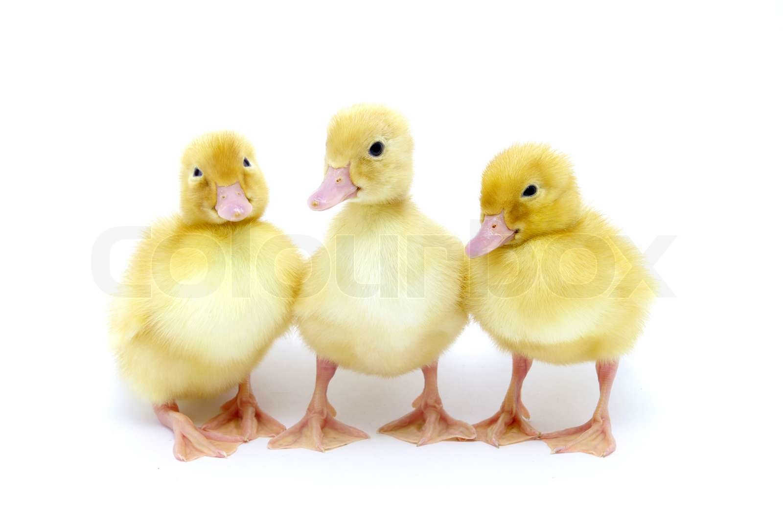 small yellow duck | Stock image | Colourbox