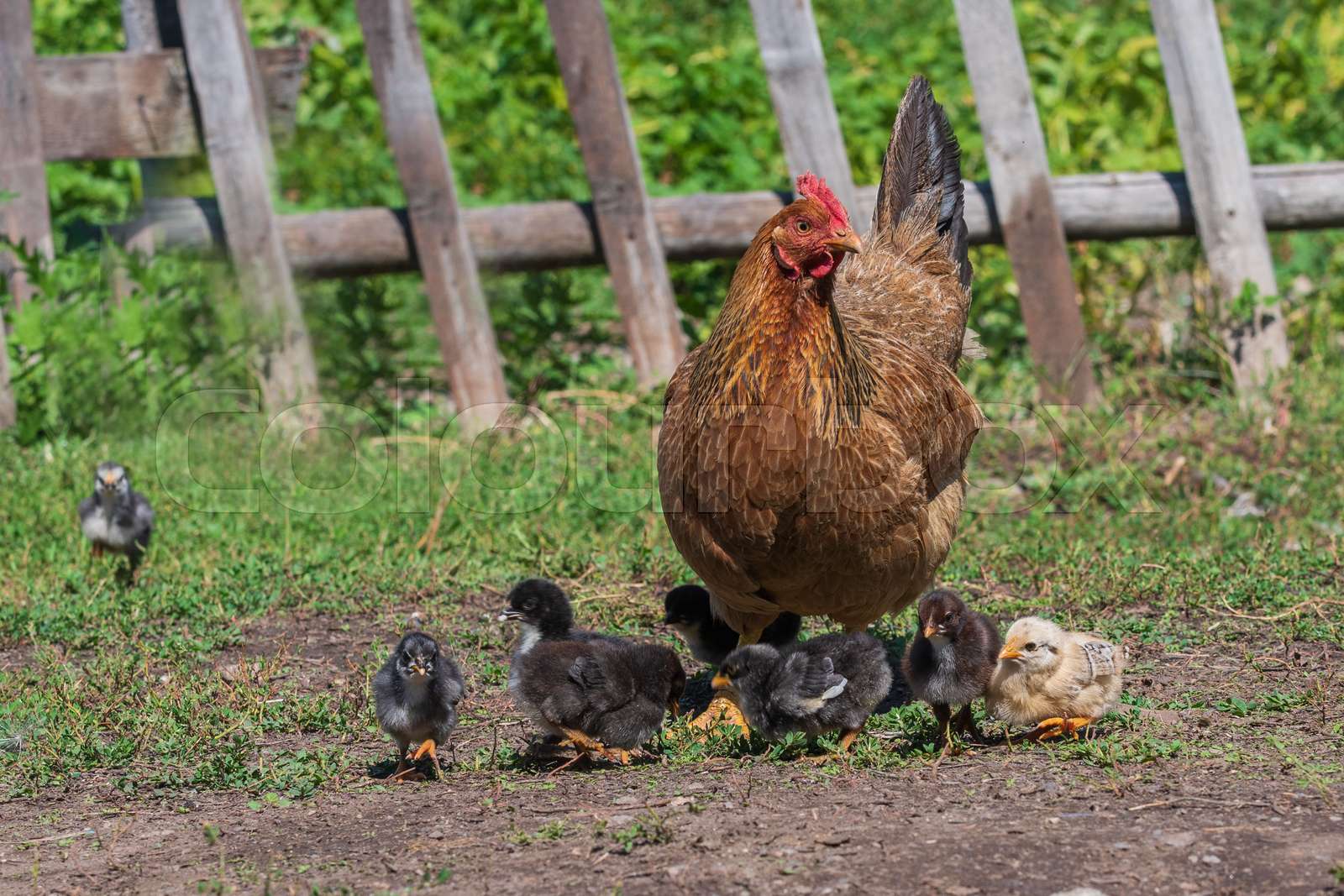 landwirtschaft, eine, henne | Stock Bild | Colourbox