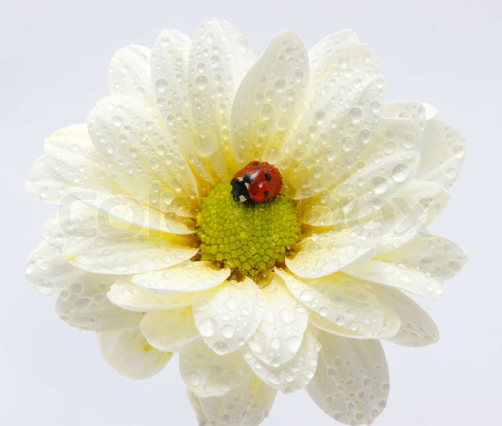 ladybug on flower | Stock image | Colourbox