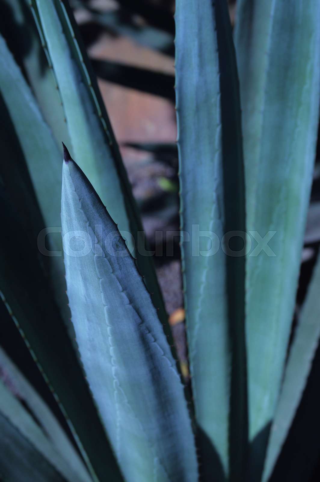 detail of agave americana leaves | Stock image | Colourbox
