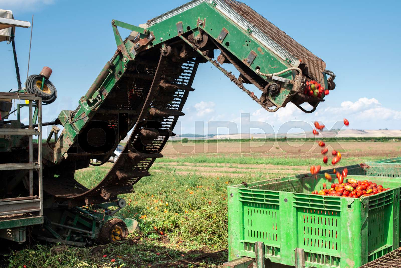 Machine with transport line for picking tomatoes on the field. Tractor ...