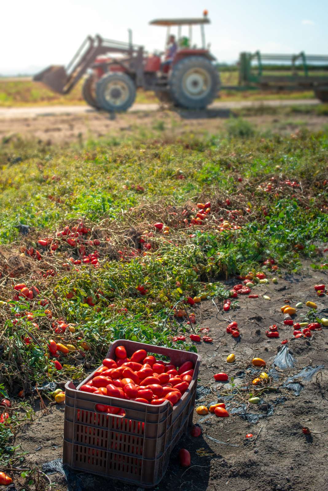 Picking tomatoes manually in crates. Tomato farm. Tomato variety for ...