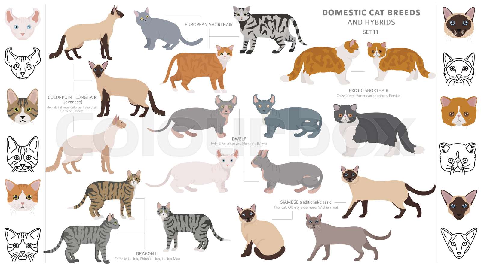 Types Of Domestic Cats