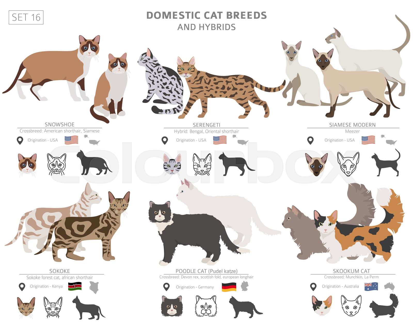 Domestic cat breeds and hybrids collection isolated on white. Flat ...