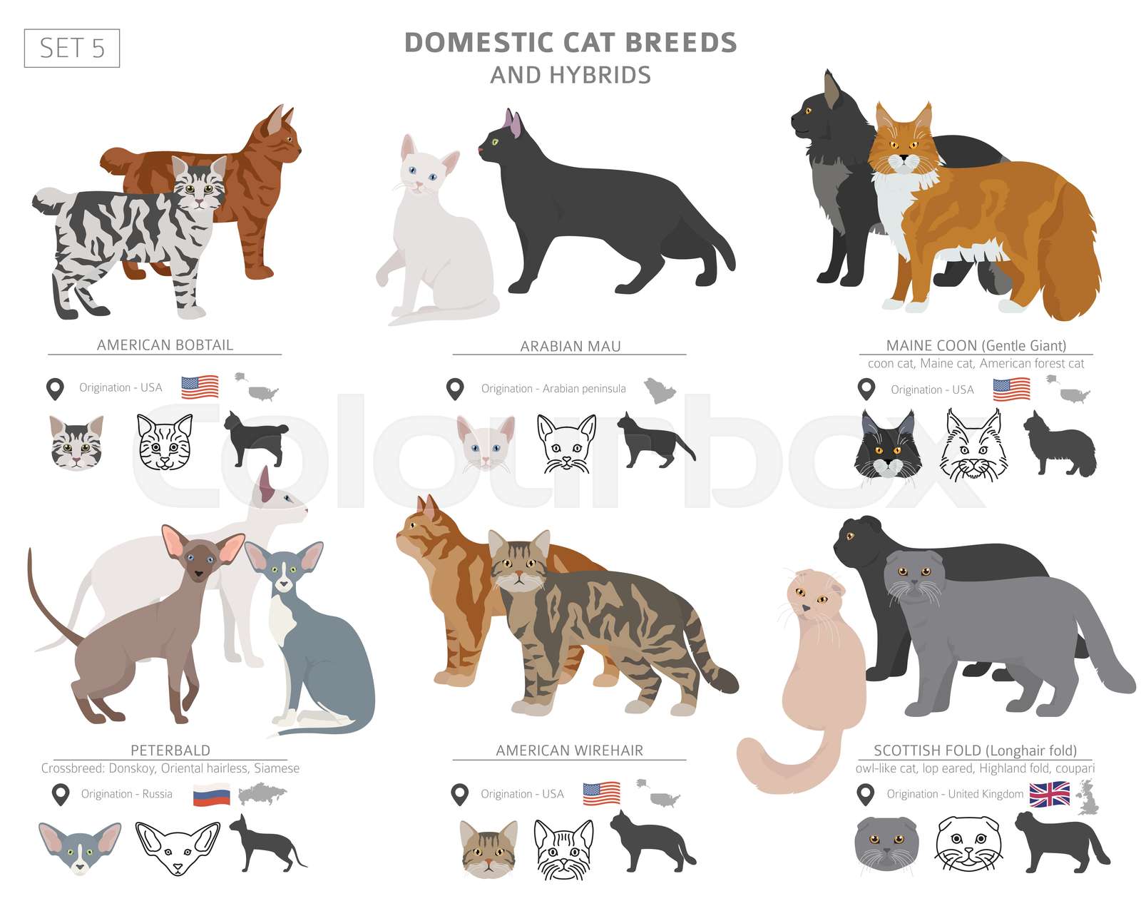 Cat Breeds Chart