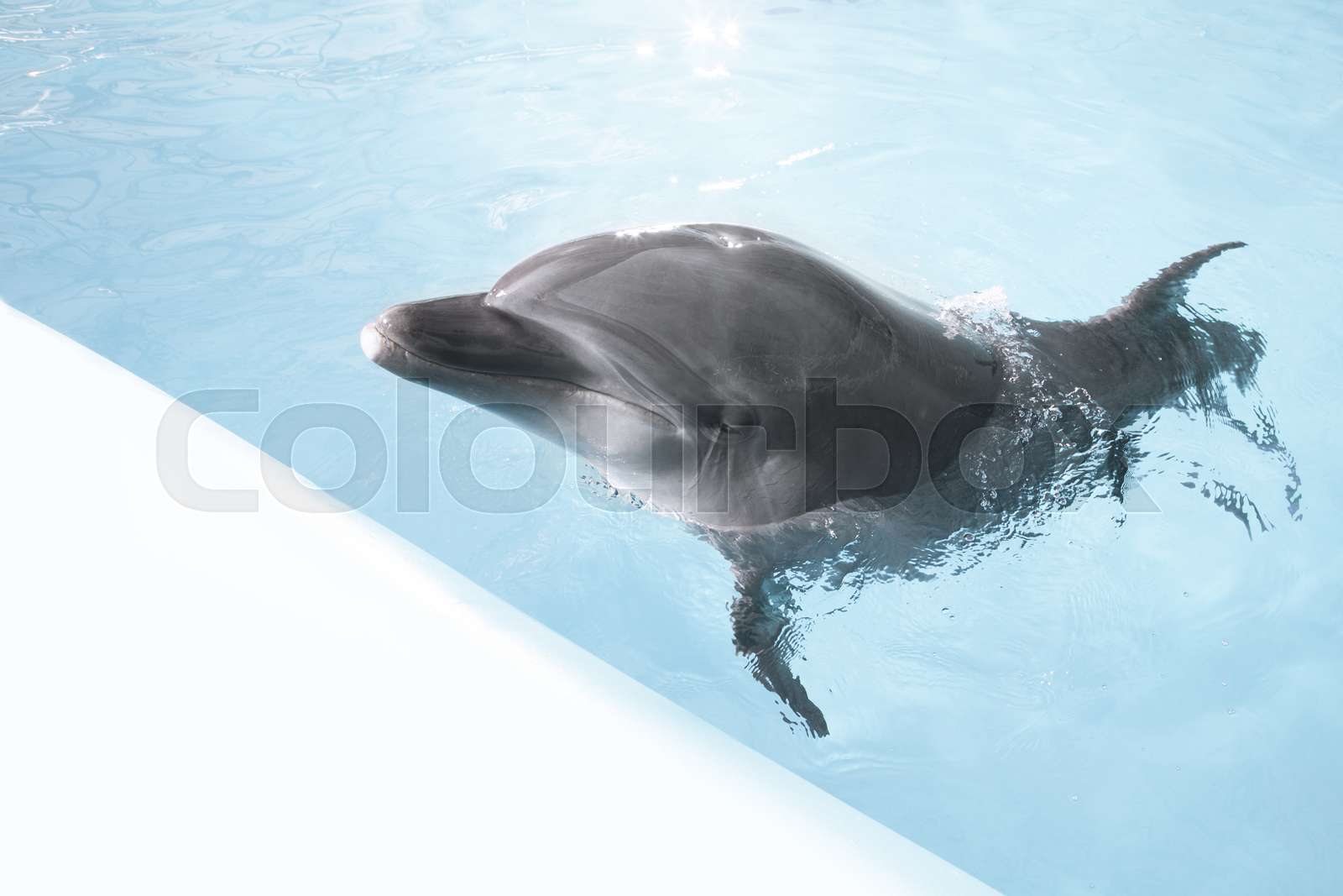 dolphin banner | Stock image | Colourbox