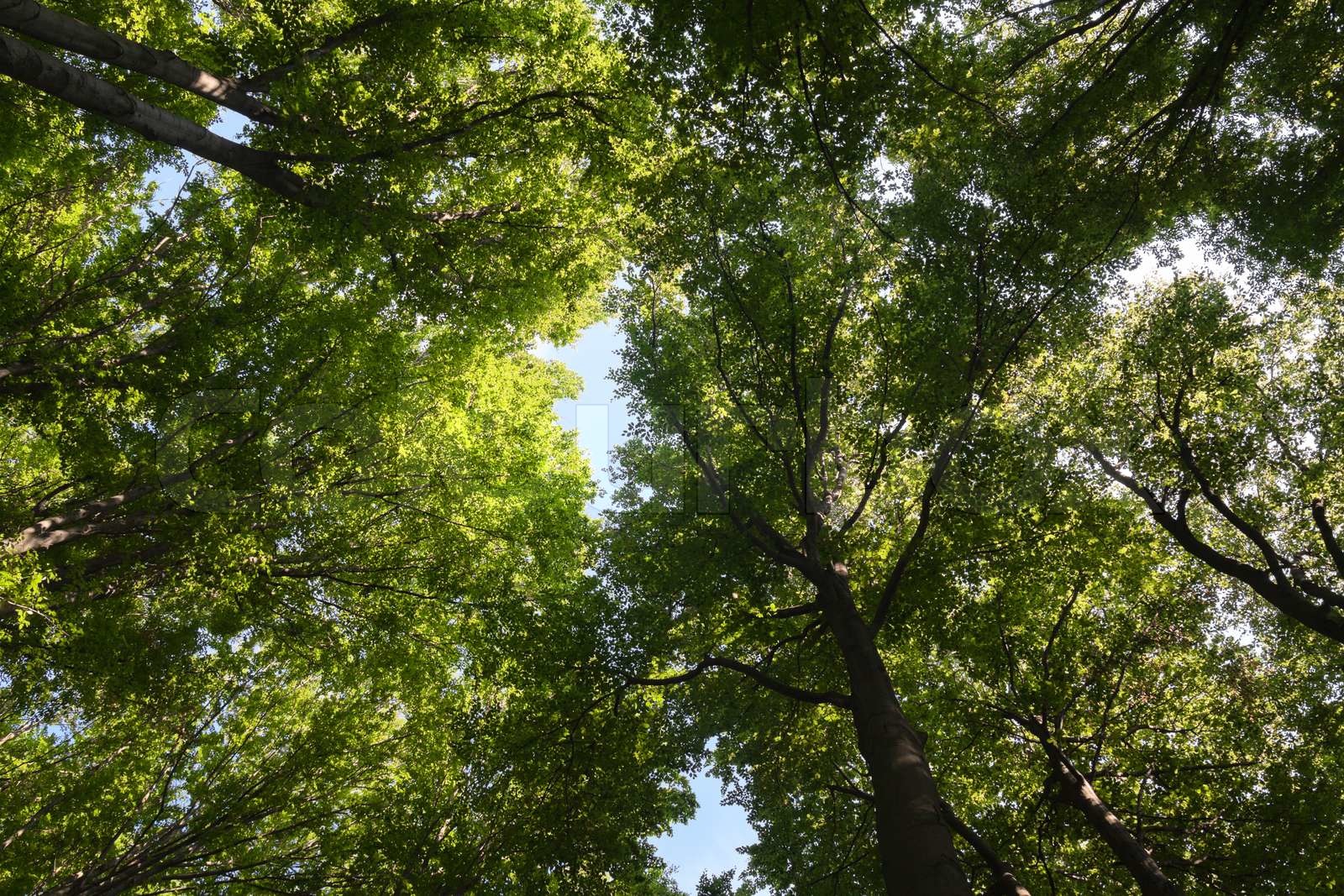 Birch Tree Canopy | Stock image | Colourbox
