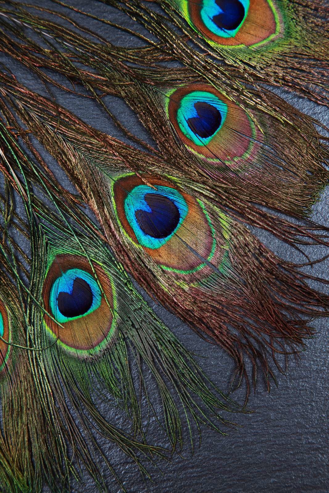 schöne exotische Pfau Feder Augen | Stock Bild | Colourbox