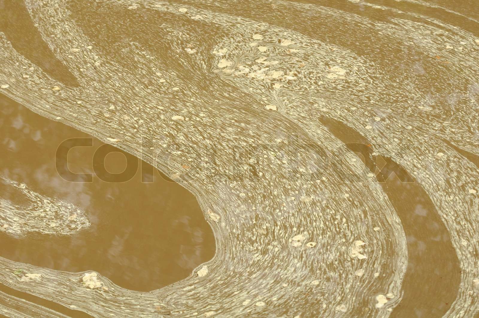 Pollen in Rain Puddle | Stock image | Colourbox