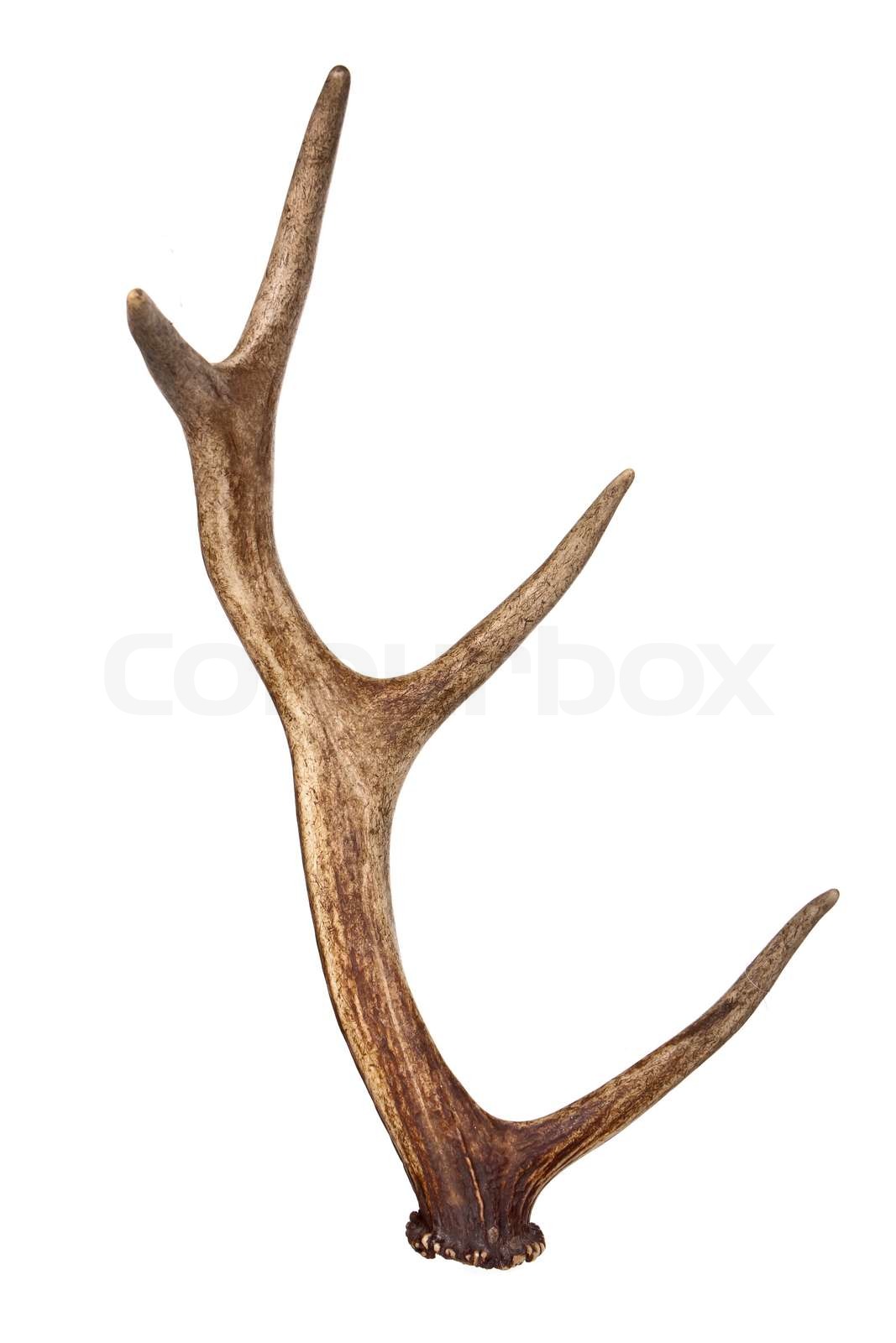 hjort, horn, gevir | Stock foto | Colourbox