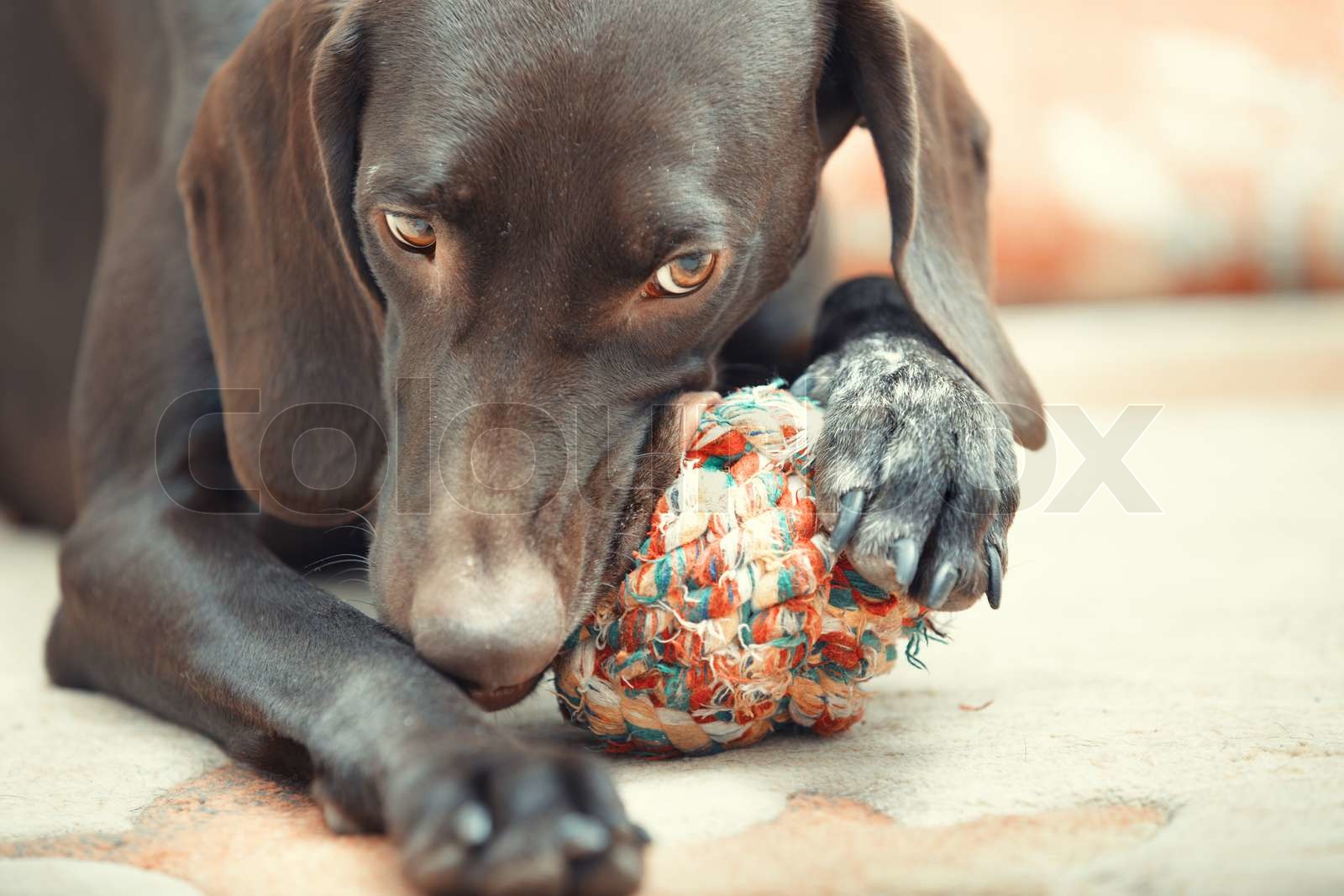 Dog and ball | Stock image | Colourbox