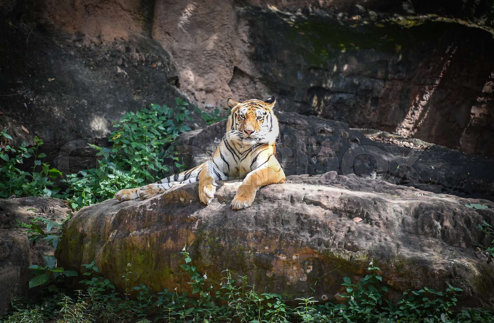Bengal tiger lying on a rock - royal tiger | Stock image | Colourbox