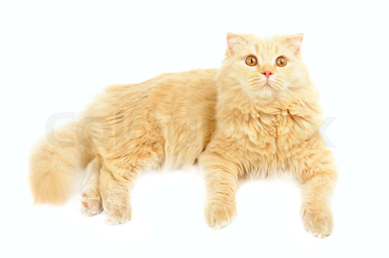 Scottish highland cat | Stock image | Colourbox