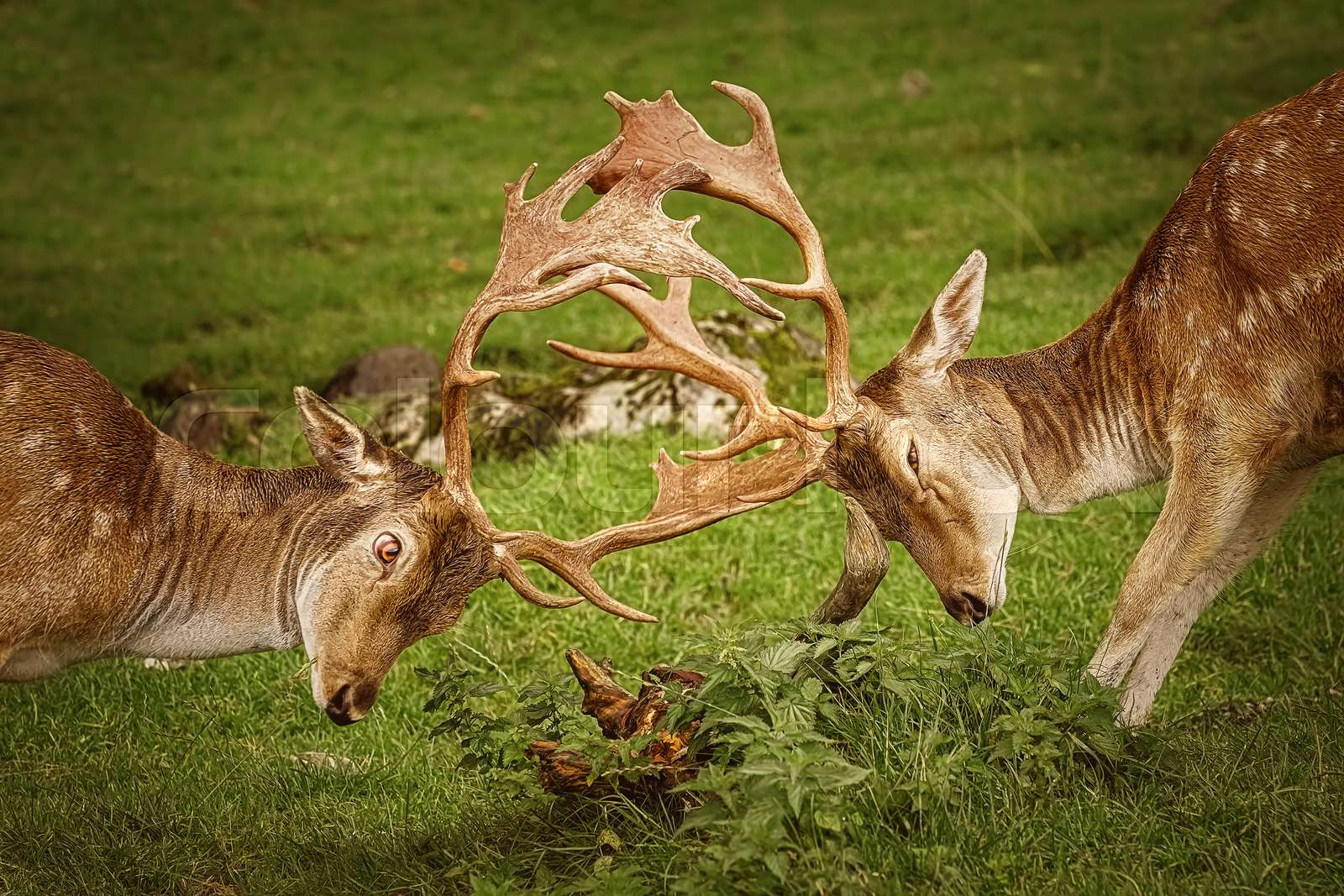 Closeup of Deer Fight | Stock image | Colourbox